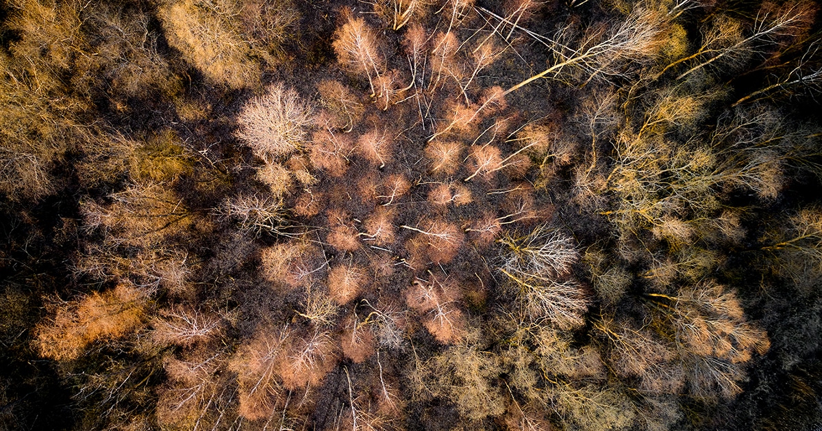 Start Up Is Combatting Deforestation With Tree-Planting Drones ... Start Up Is Combatting Deforestation With Tree-Planting Drones ...