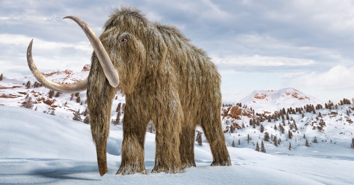 Woolly Mammoth Tusk Found Sticking Out of a Rock in Alaska - ViralBandit