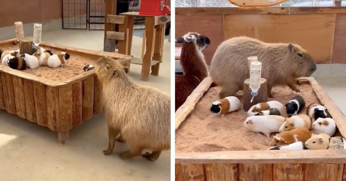 Capybara Surprises Guinea Pigs by Jumping Into Their Enclosure ...
